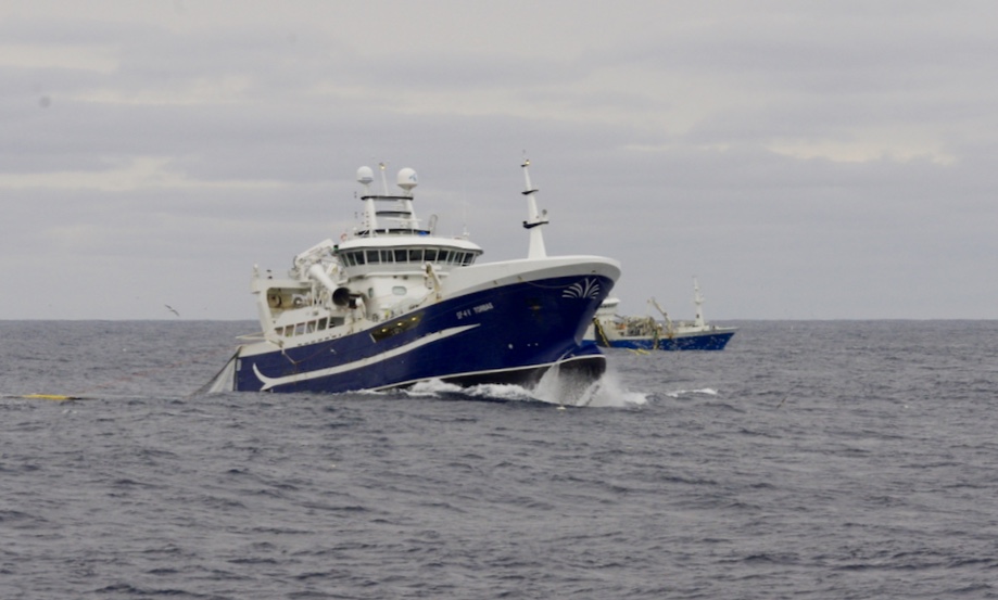 Kom i lodda på austsida | Sildelaget.no